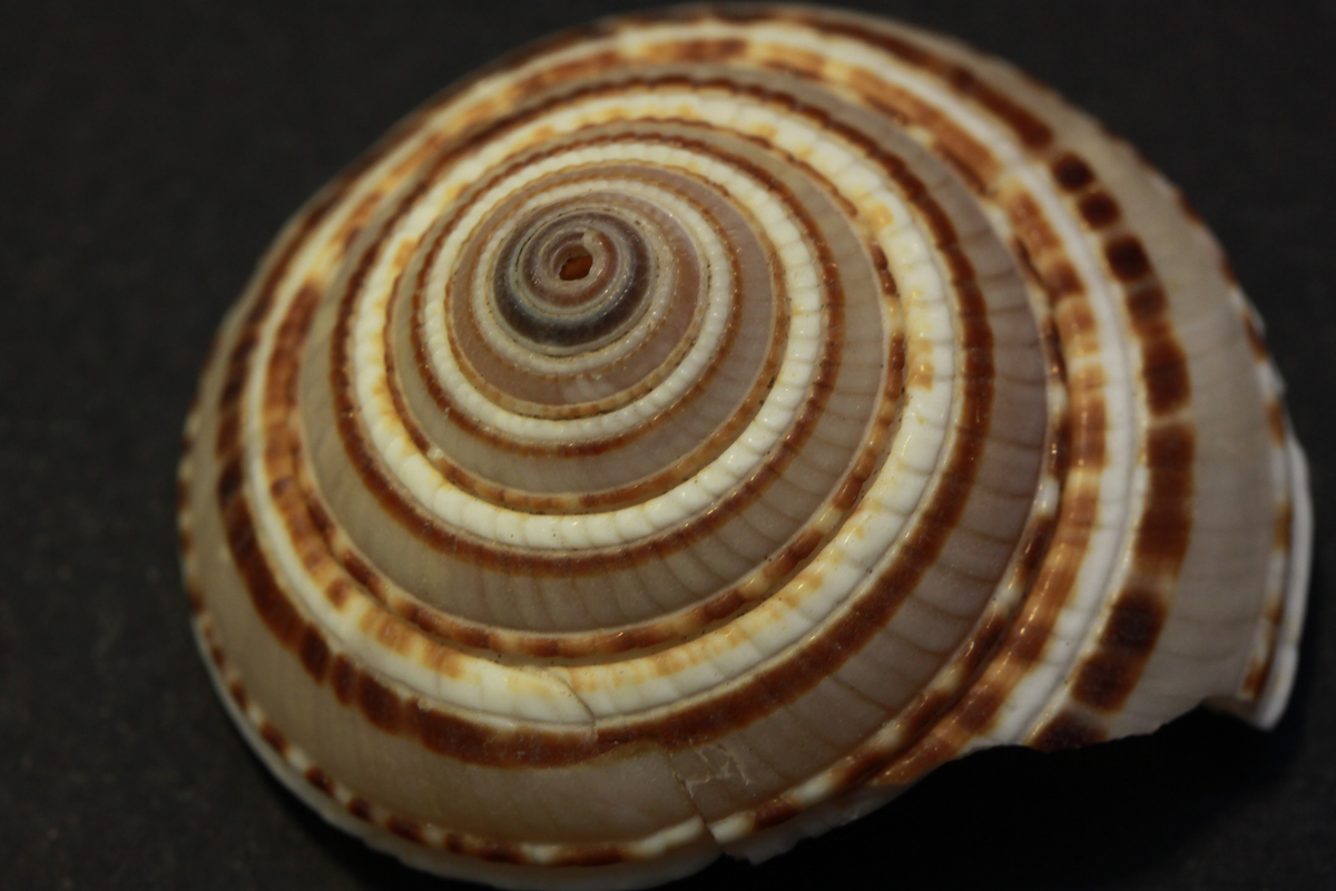 Variety showcased in South Pacific shell exhibit – Adventist Record