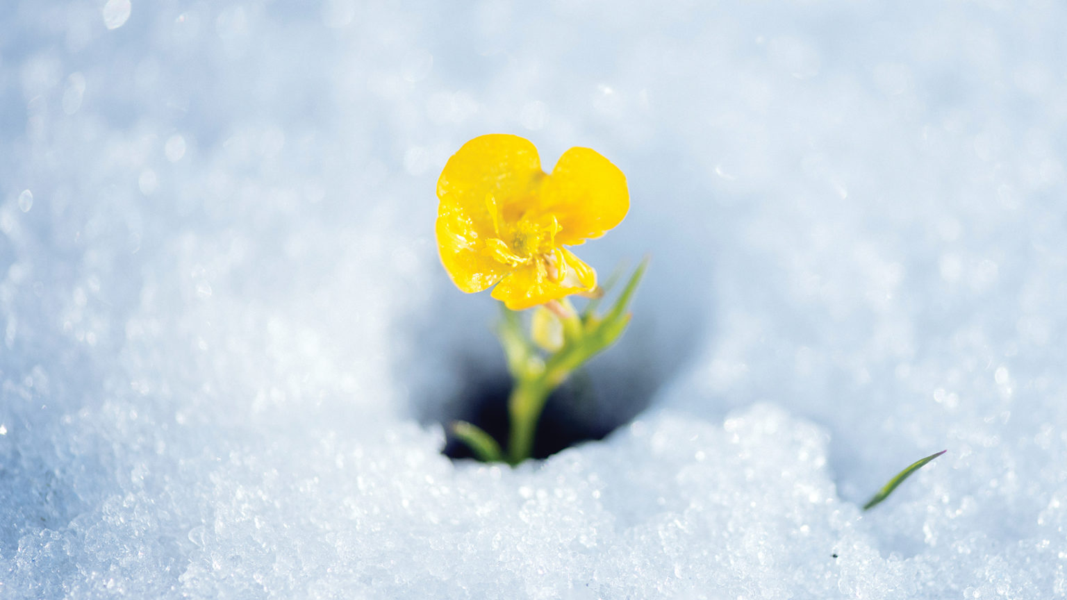 Aslan is on the move – Adventist Record