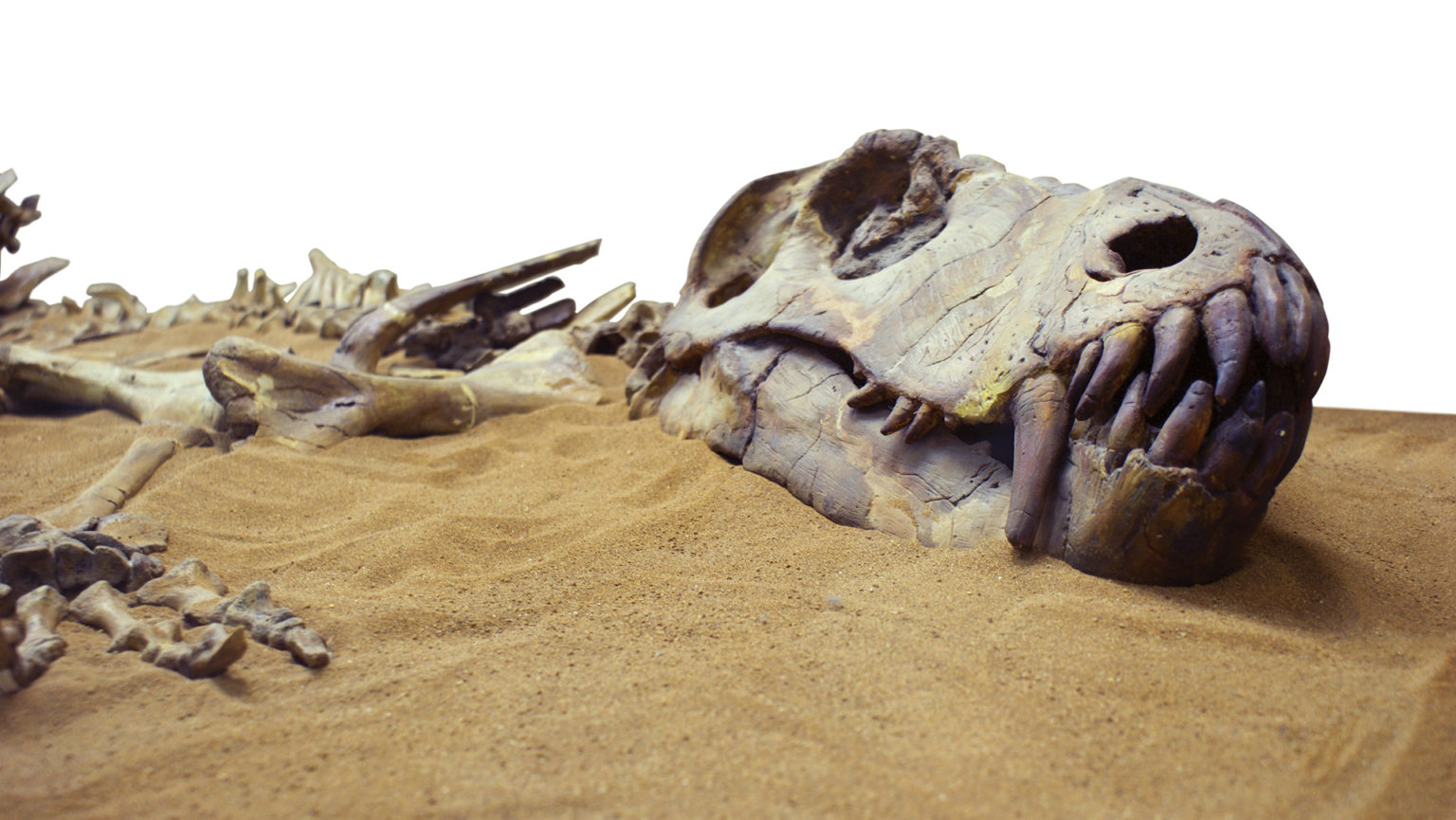 Saved from dinosaur panic – Adventist Record