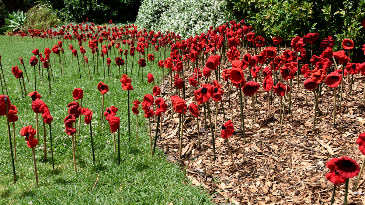 San poppy display commemorates Remembrance Day – Adventist Record