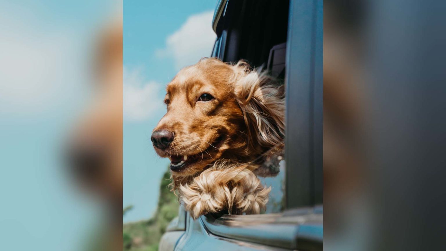 A Loved Dog And A Lost Ring Adventist Record a-loved-dog-and-a-lost-ring-adventist-record