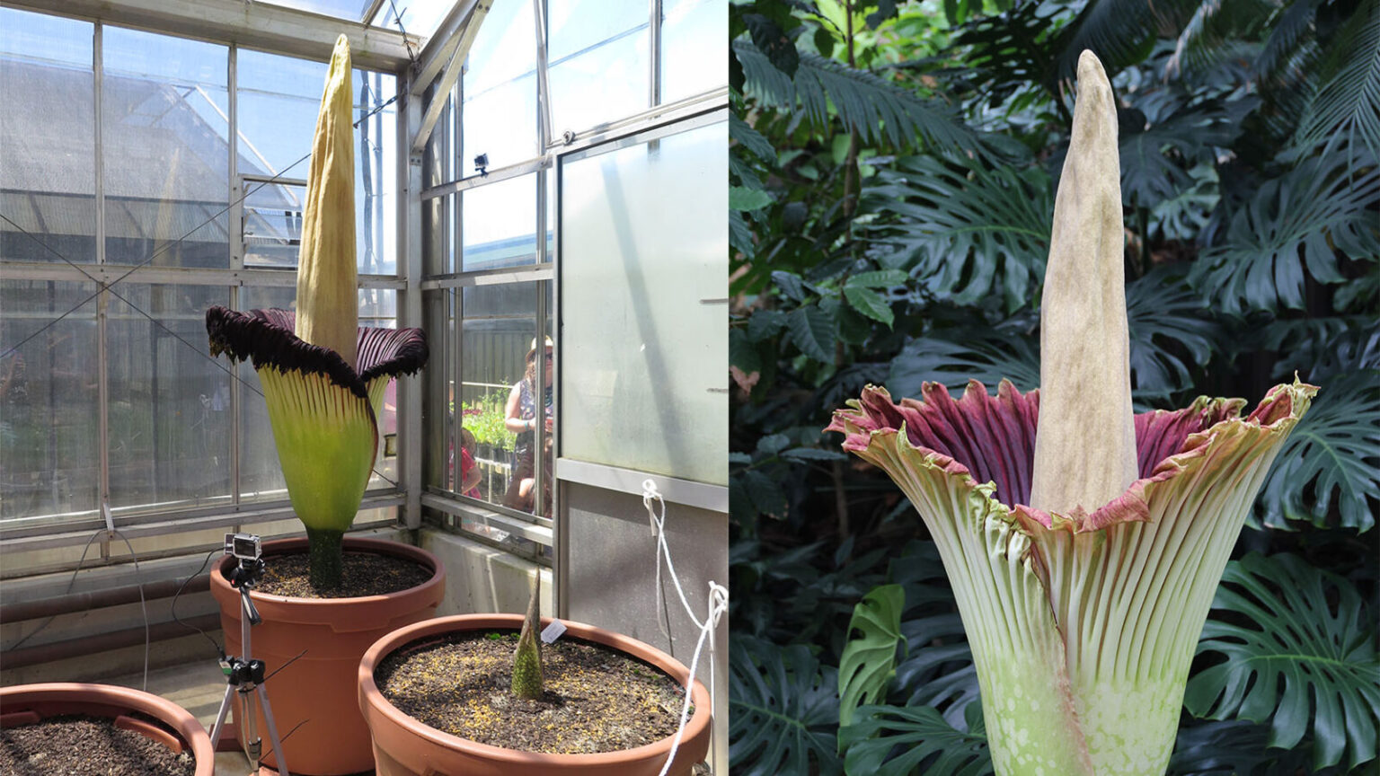 Stench or perfume? – Adventist Record